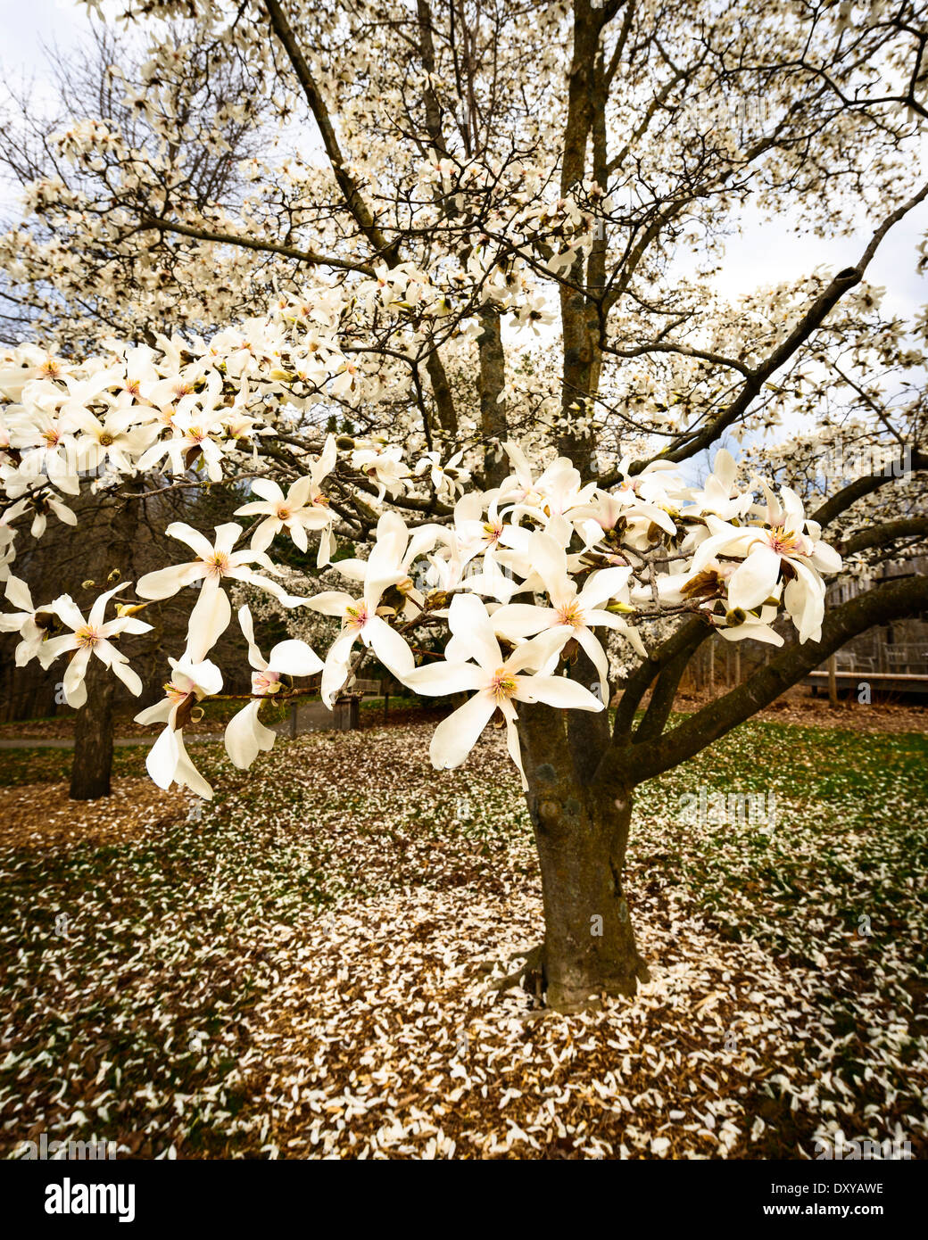 Willow leafed magnolia hi-res stock photography and images - Alamy
