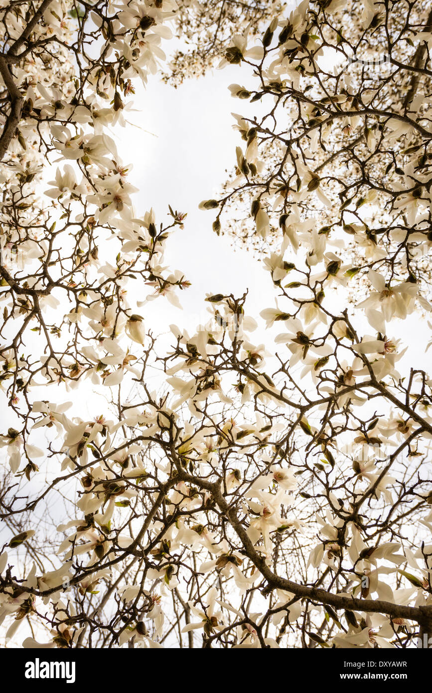 Magnolia salicifolia, also known as Willow-leafed magnolia or Anise ...