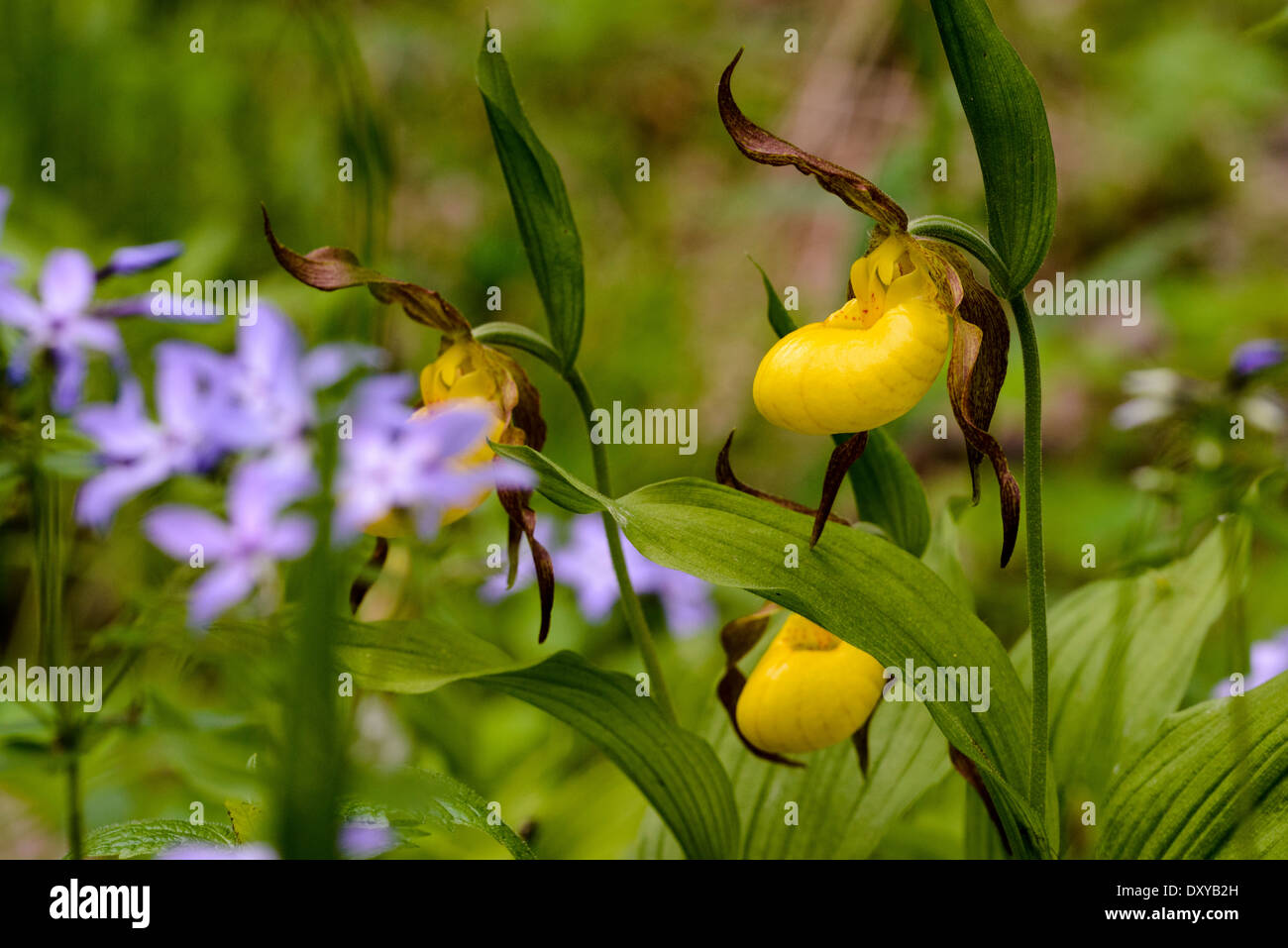 Yellow Lady Slipper Minnesota