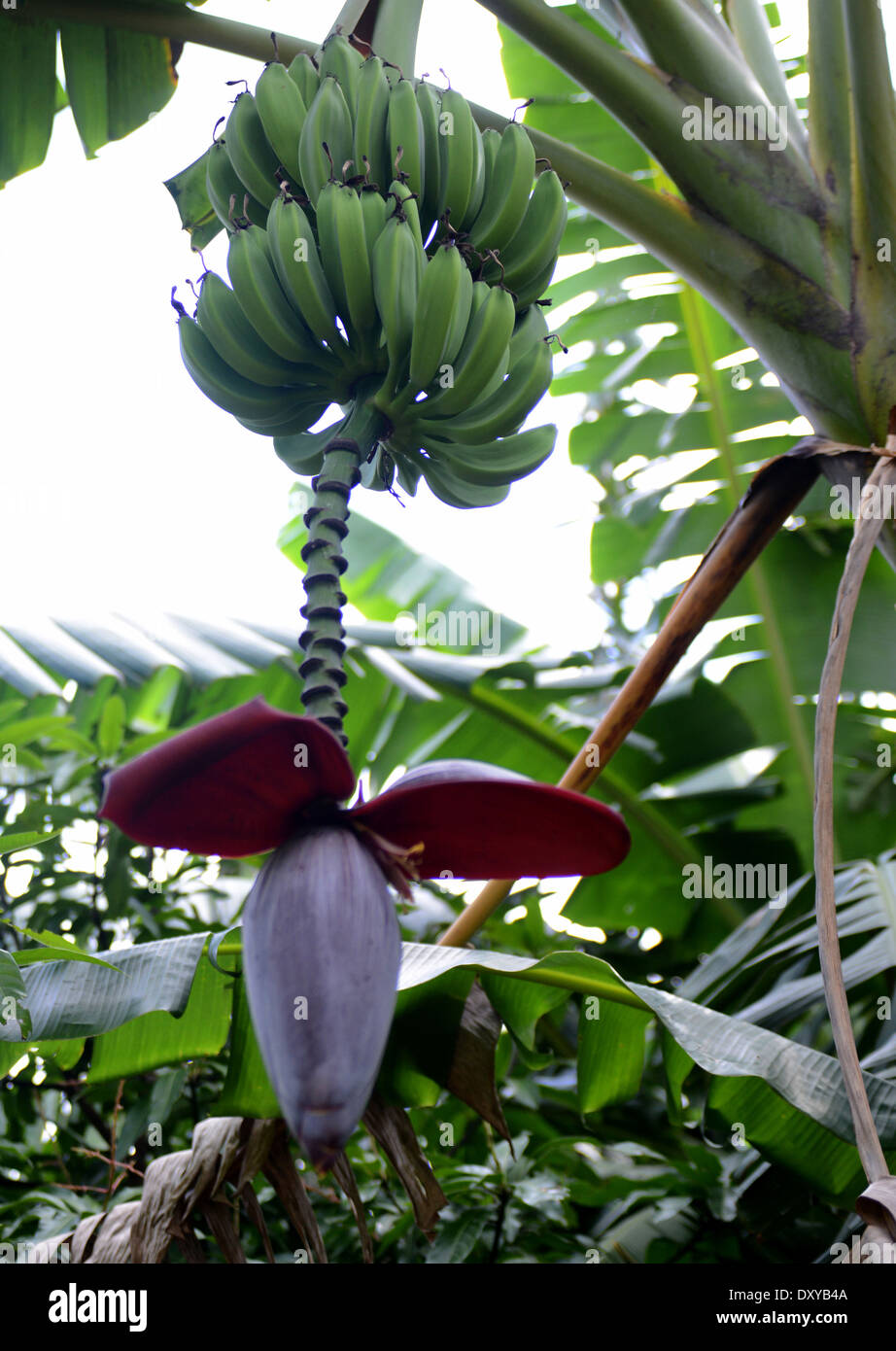 banana tree growing in tropics Stock Photo - Alamy