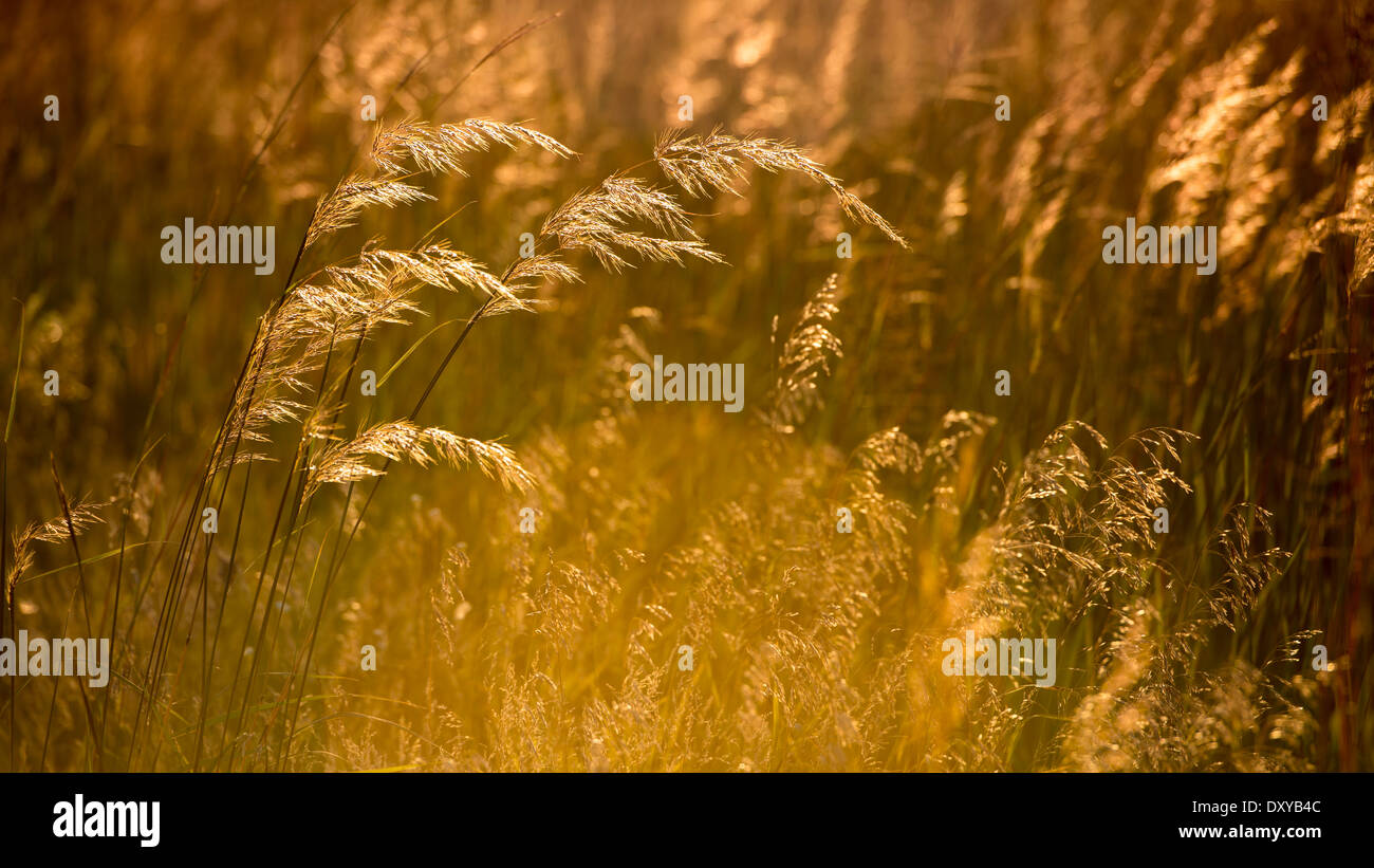 Autumn grasses in late afternoon light Stock Photo - Alamy