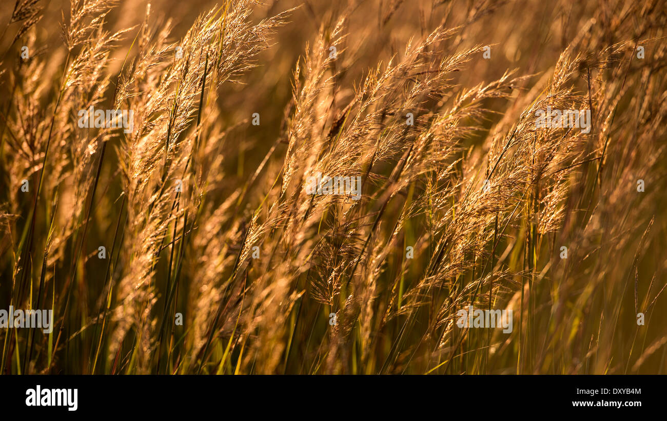 Golden prairie grass hi-res stock photography and images - Alamy