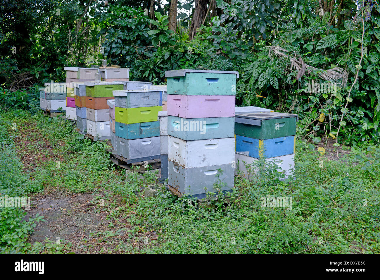 Commercial beekeeping hi-res stock photography and images - Alamy