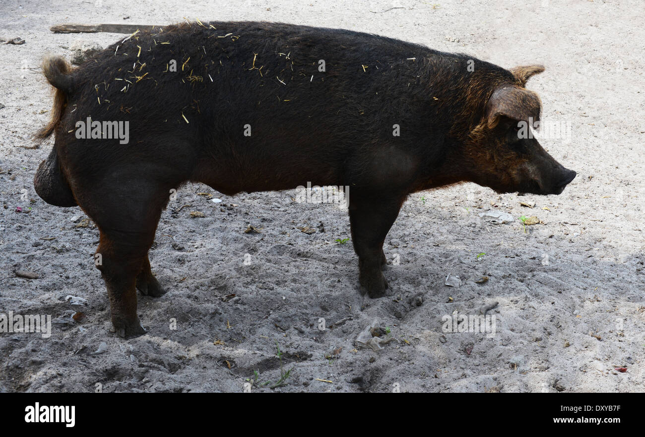 standing male pig on a farm Stock Photo - Alamy