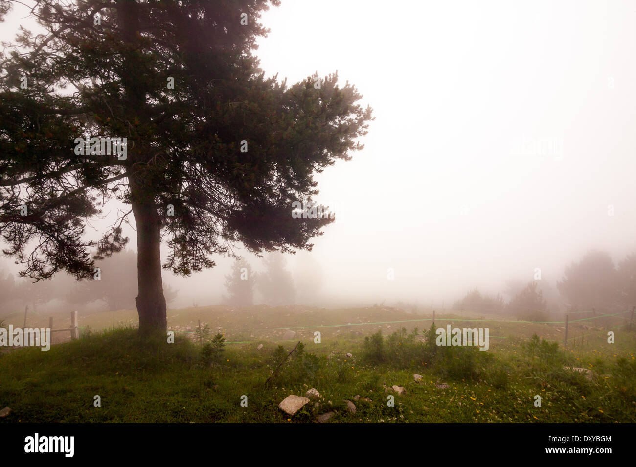 Foggy tree hi-res stock photography and images - Alamy