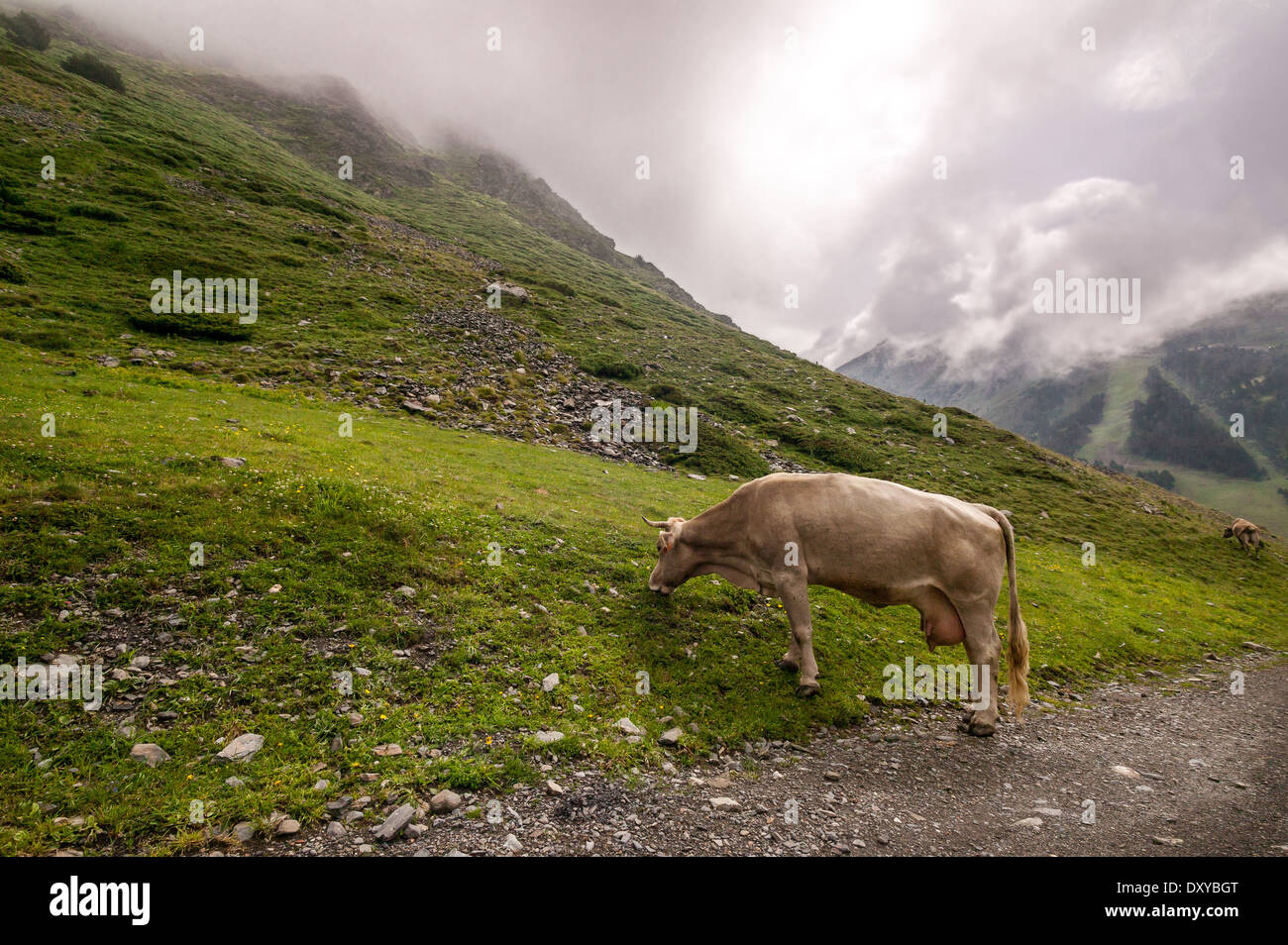 Animal gazing hi-res stock photography and images - Alamy