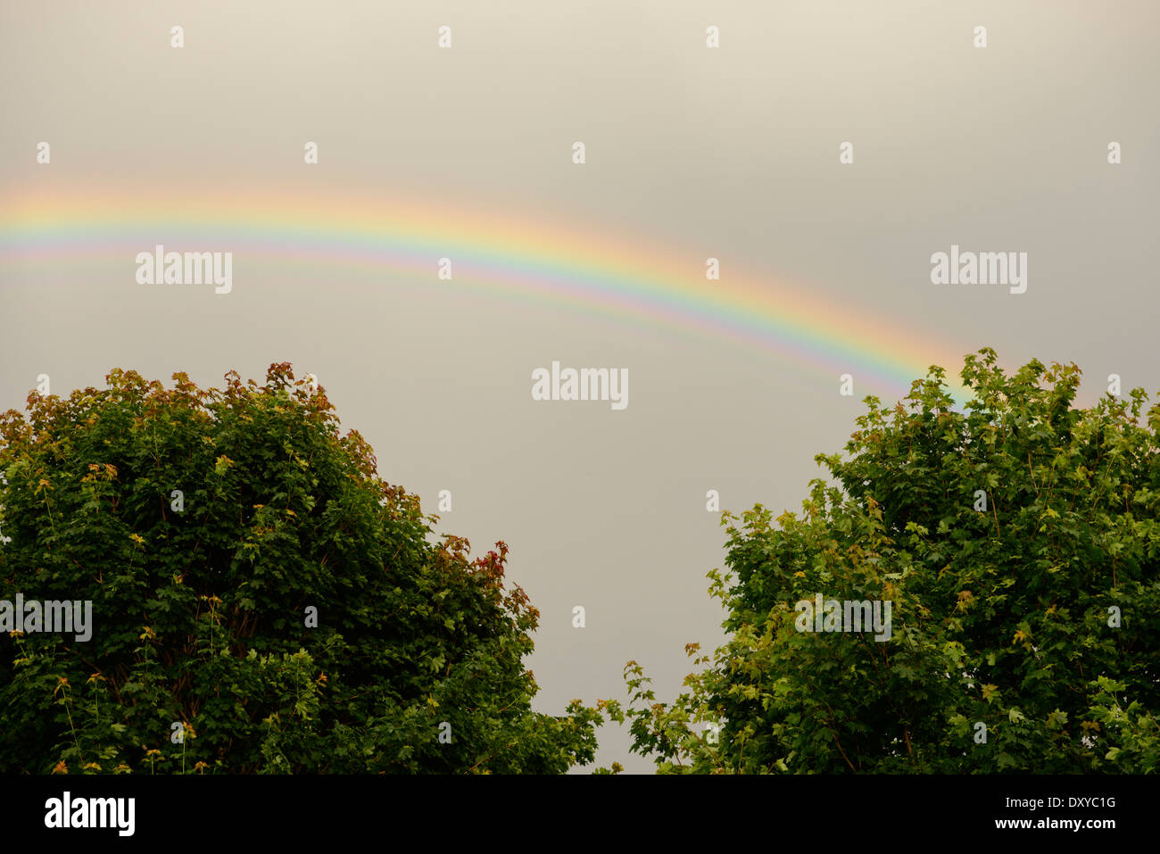 Rainbow with trees hi-res stock photography and images - Alamy