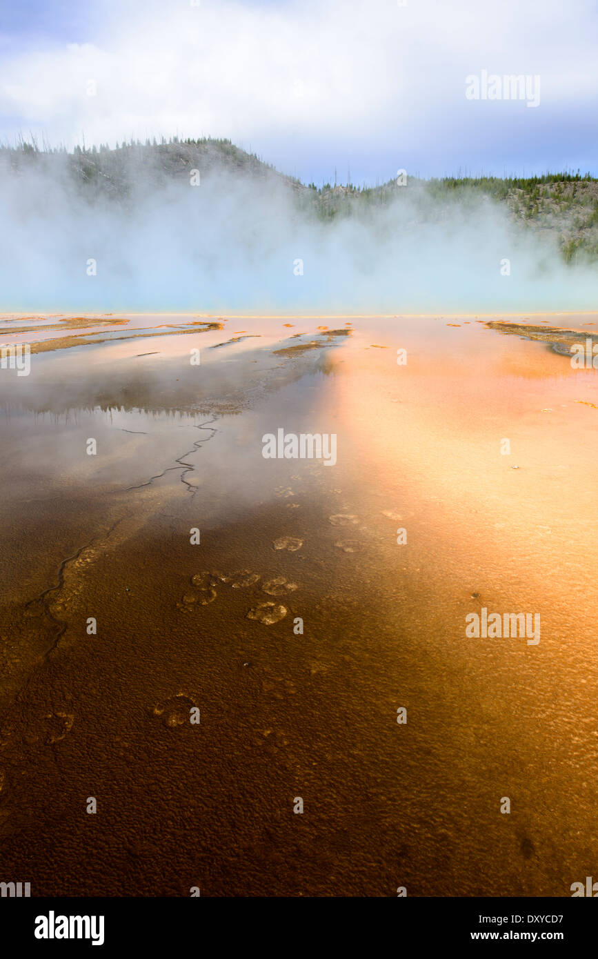 Grand prismatic spring bison hi-res stock photography and images - Alamy