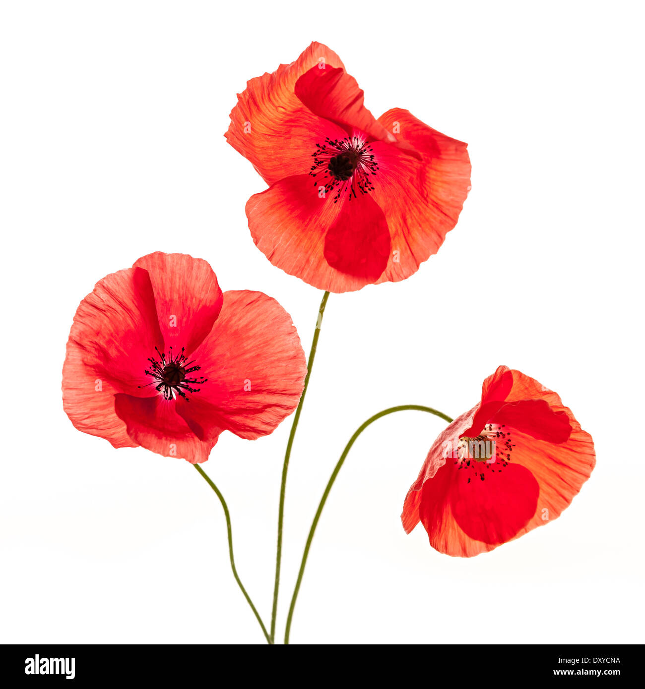 Three red poppy flowers isolated on white background, studio shot Stock ...