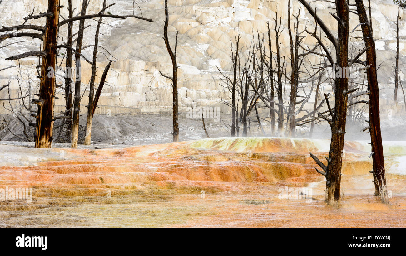 Angel Terrace at Mammoth hot Spring at Yellowstone National Park Stock ...