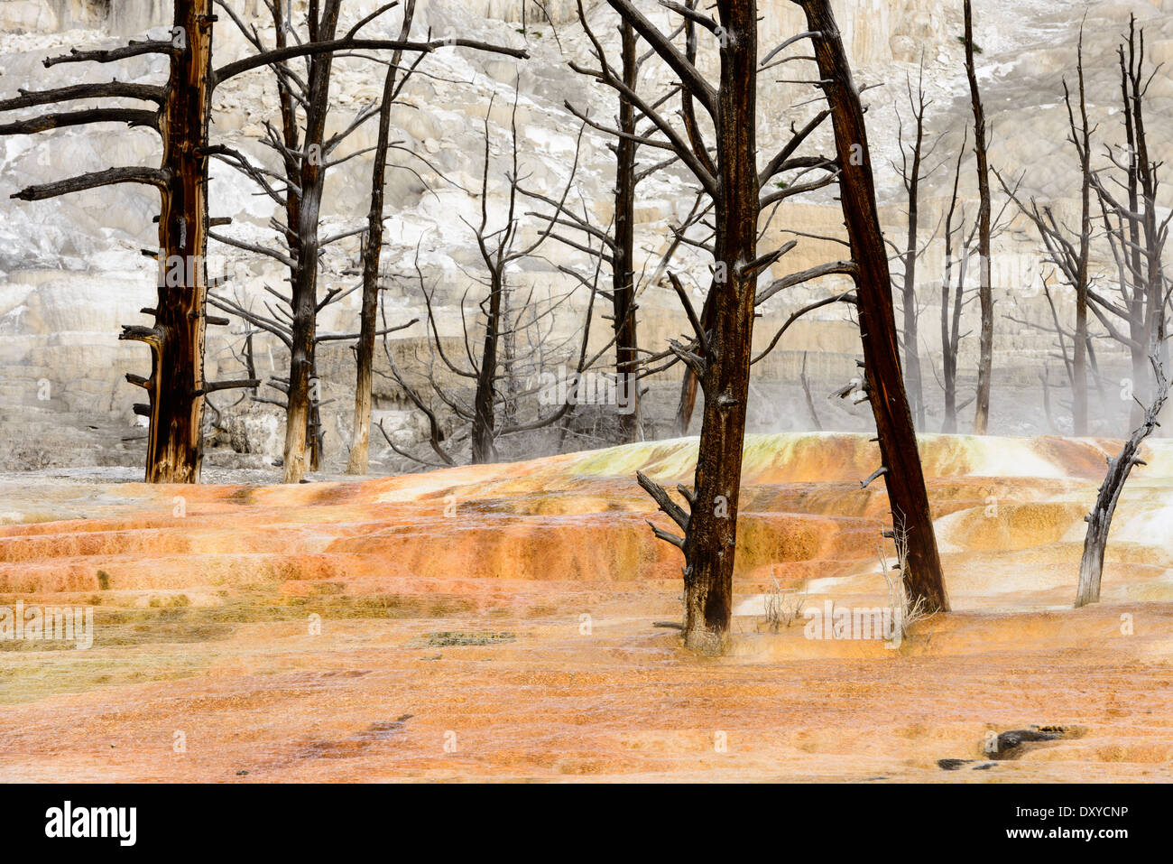 Angel Terrace at Mammoth hot Spring at Yellowstone National Park Stock ...