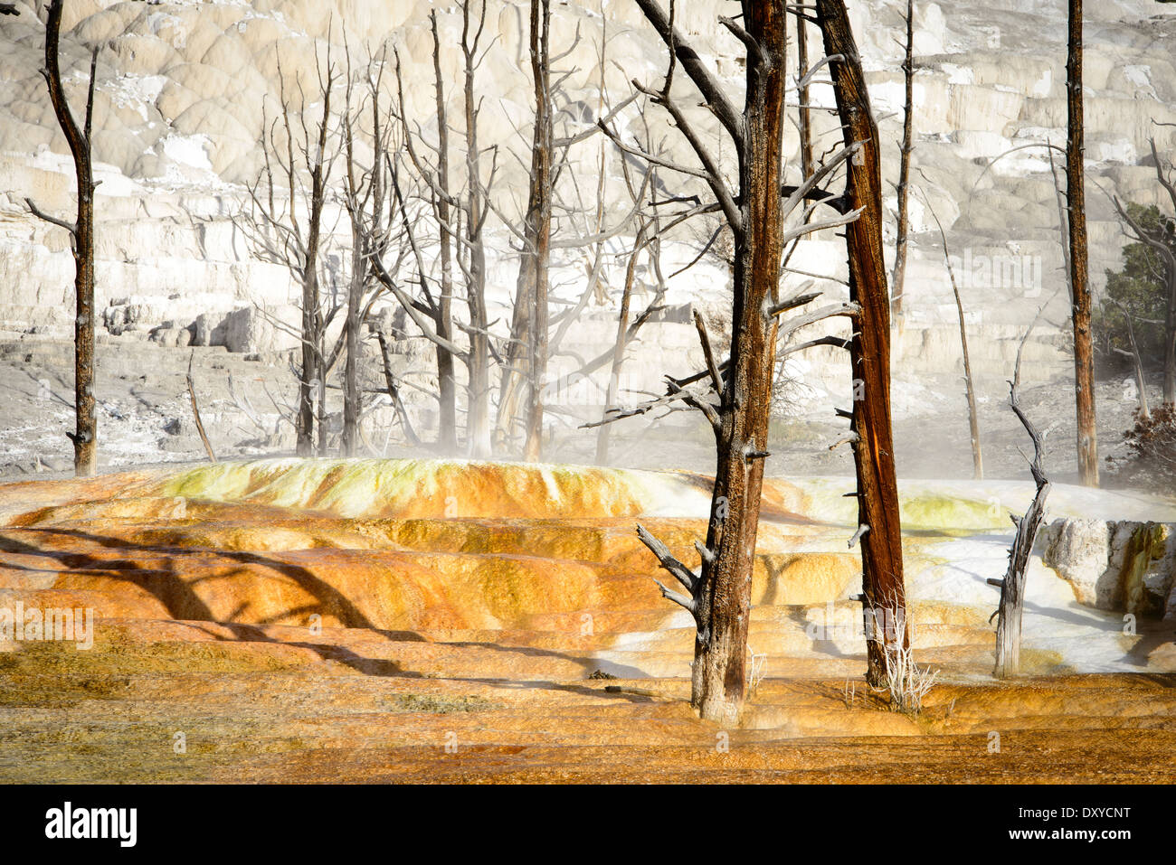 Angel Terrace at Mammoth hot Spring at Yellowstone National Park Stock ...