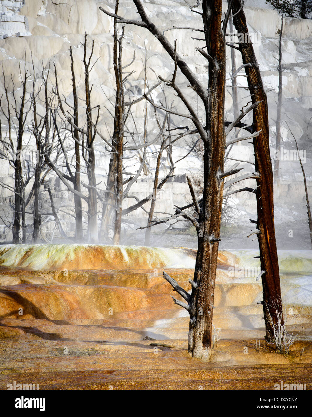 Angel Terrace at Mammoth hot Spring at Yellowstone National Park Stock ...