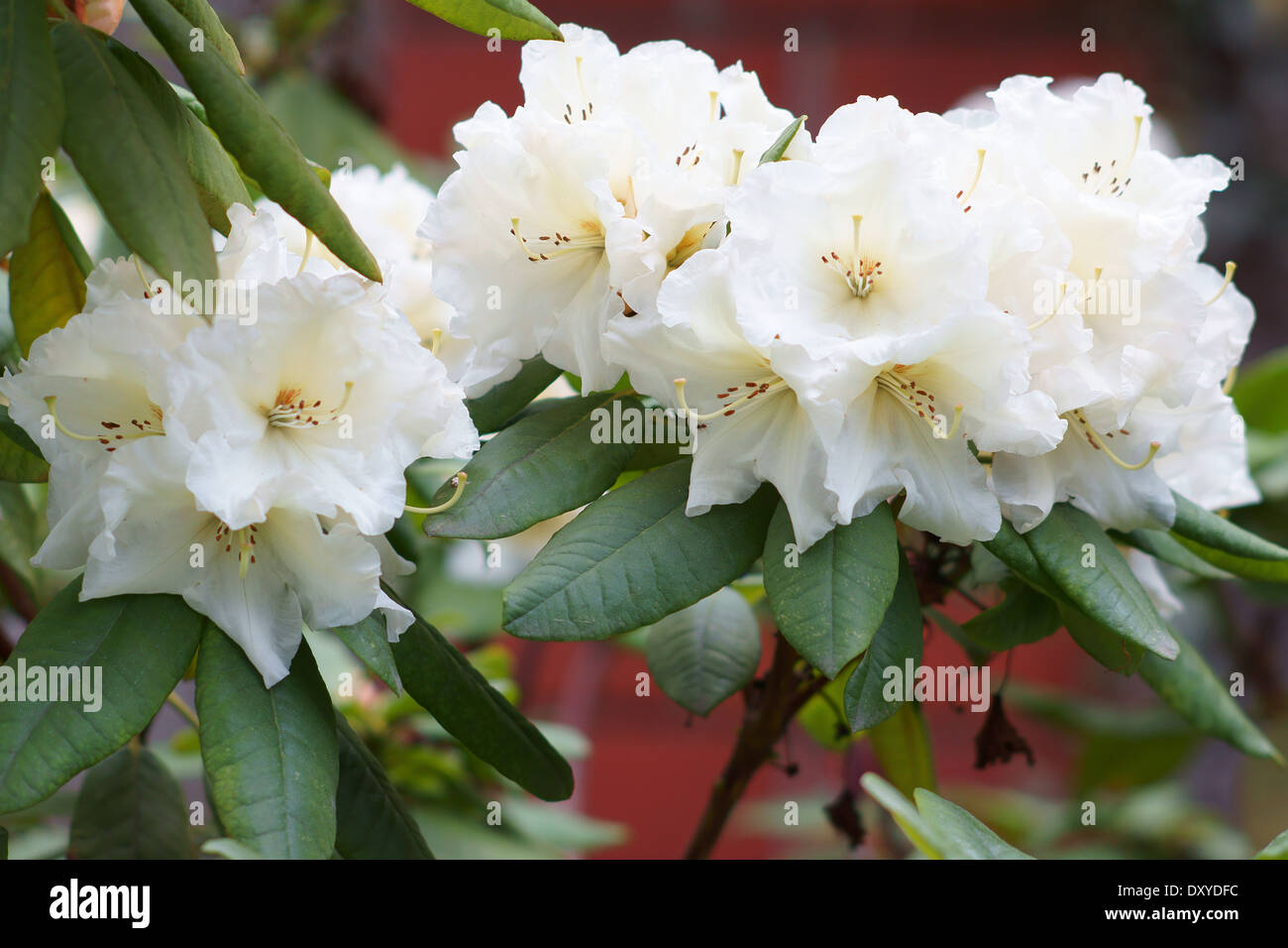 All white flowers hi-res stock photography and images - Alamy
