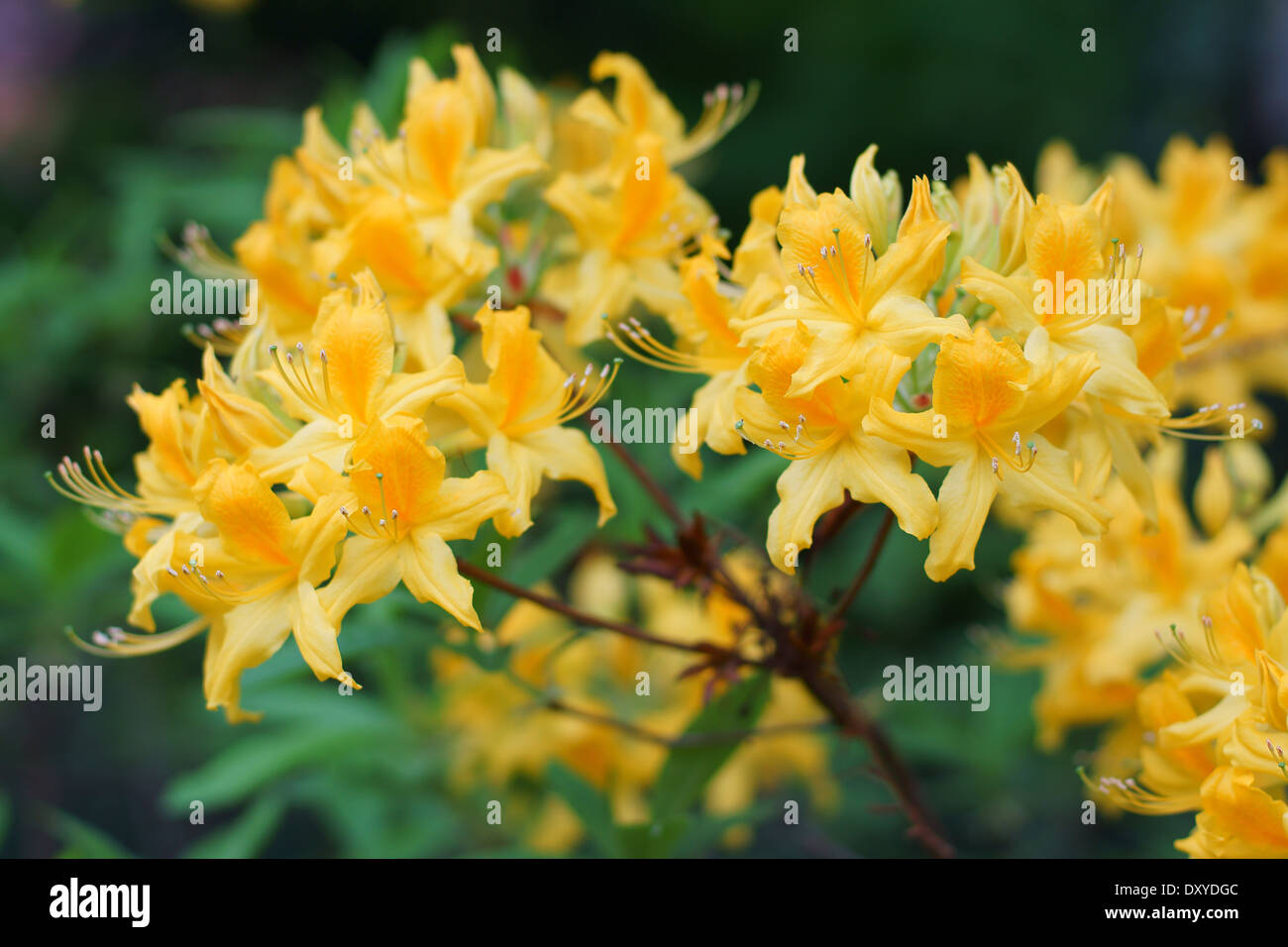 Azalea luteum hi-res stock photography and images - Alamy