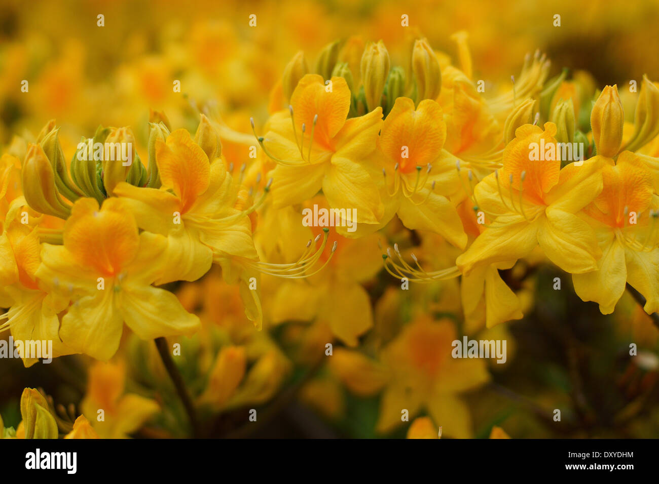 Rich yellow azalea flowers close up Rhododendron luteum Stock Photo - Alamy