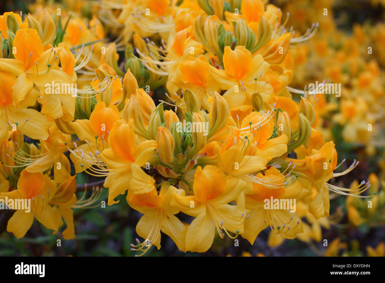Rich yellow azalea flowers close up Rhododendron luteum Stock Photo - Alamy