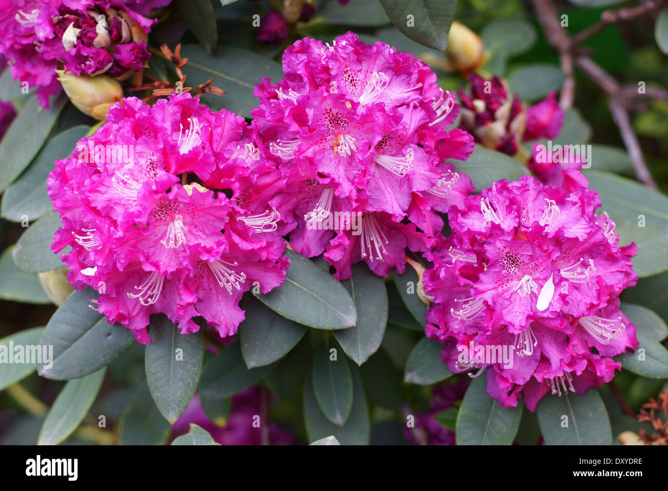 Purple rhododendron Edwin flowers close up Stock Photo - Alamy