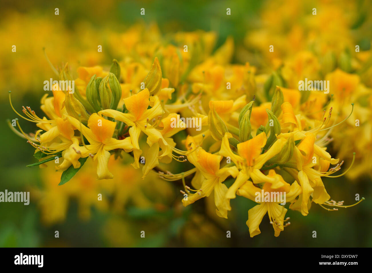 Rich yellow azalea flowers close up Rhododendron luteum Stock Photo - Alamy