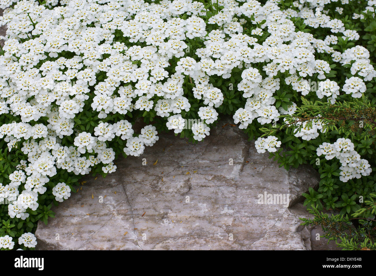 Iberis Sempervirens Purity