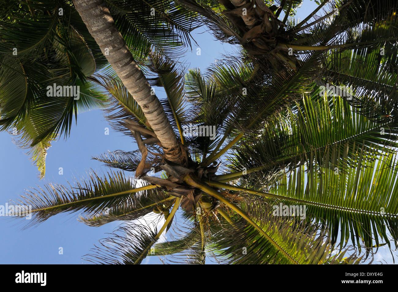 Leaning Coconut Palm Trees at Anse Source d'Argent Beach at La Digue ...