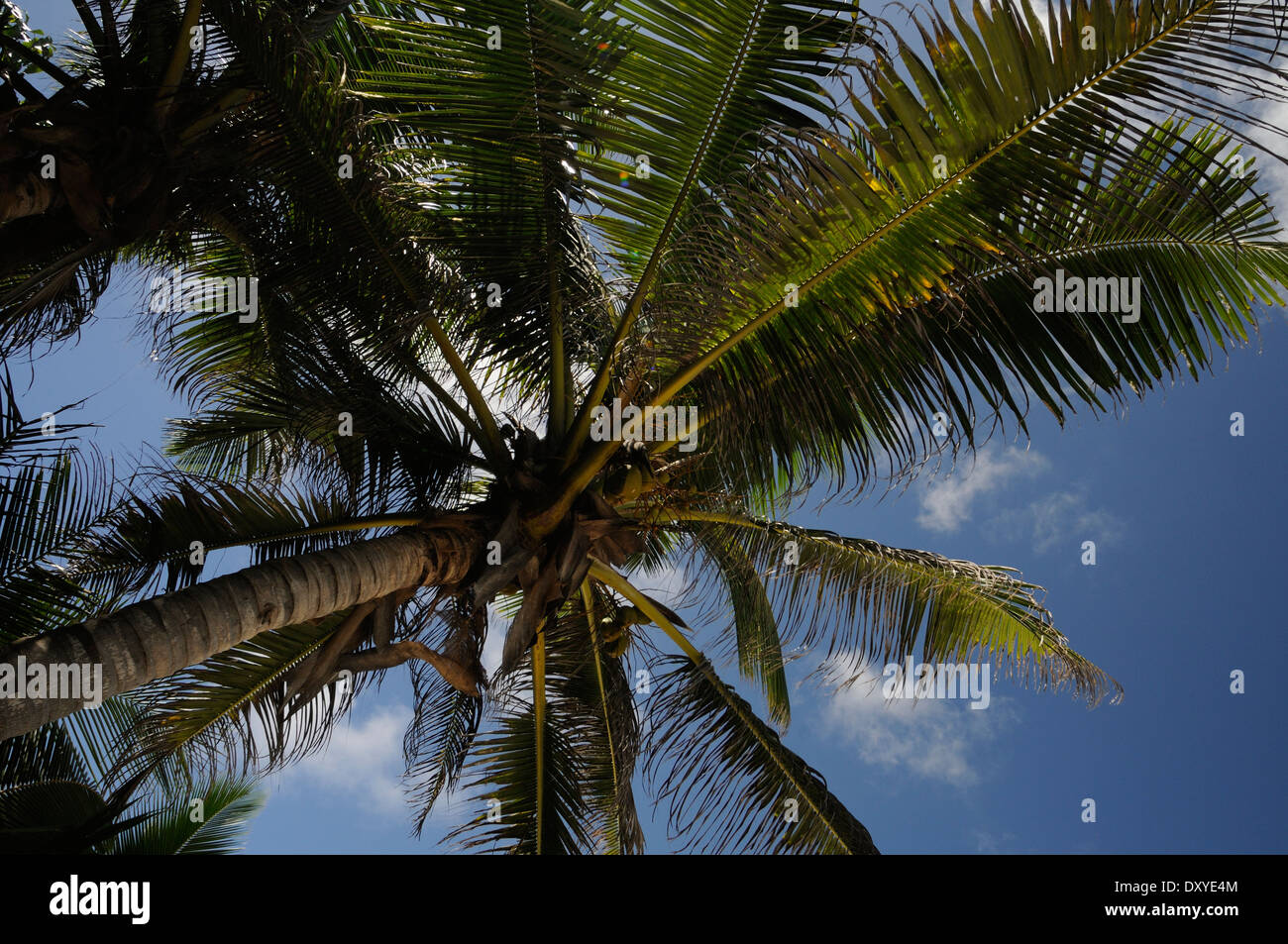Leaning Coconut Palm Trees at Anse Source d'Argent Beach at La Digue ...