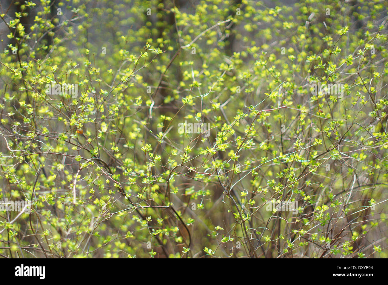 Spring leaves hi-res stock photography and images - Alamy