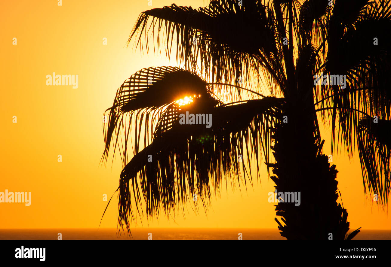 Beautiful sunset sky at the sea, palm tree Stock Photo - Alamy