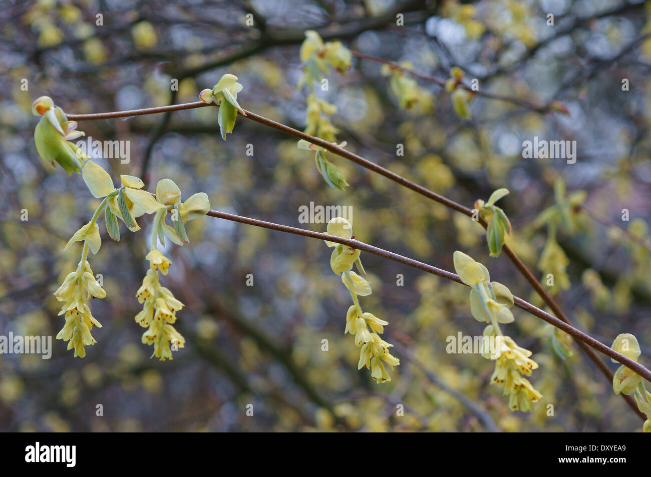 Spring spike winter hazel flowers close up Corylopsis spicata Stock ...