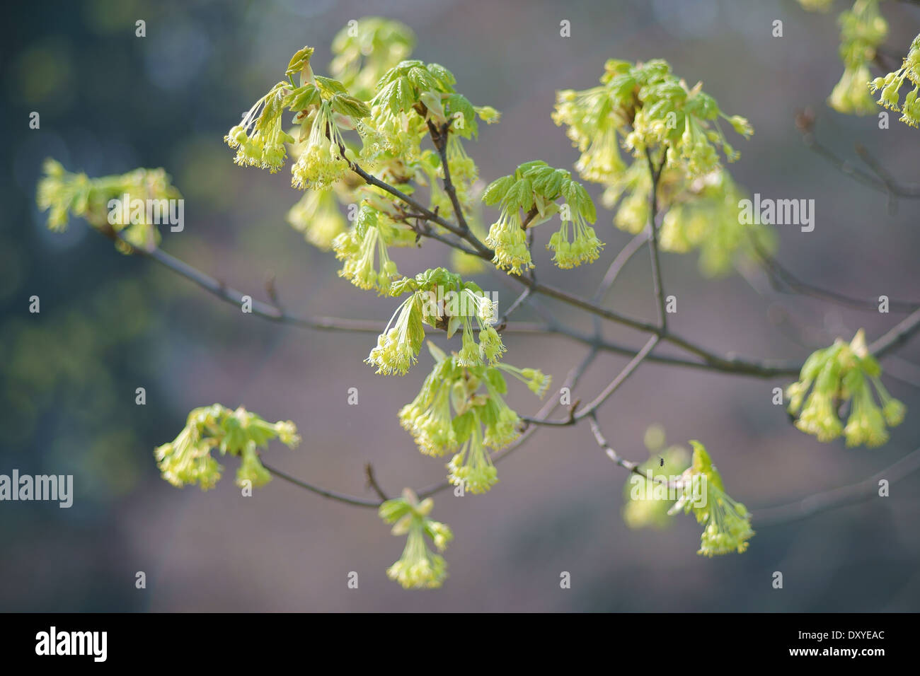 Spring spike winter hazel flowers close up Corylopsis spicata Stock ...