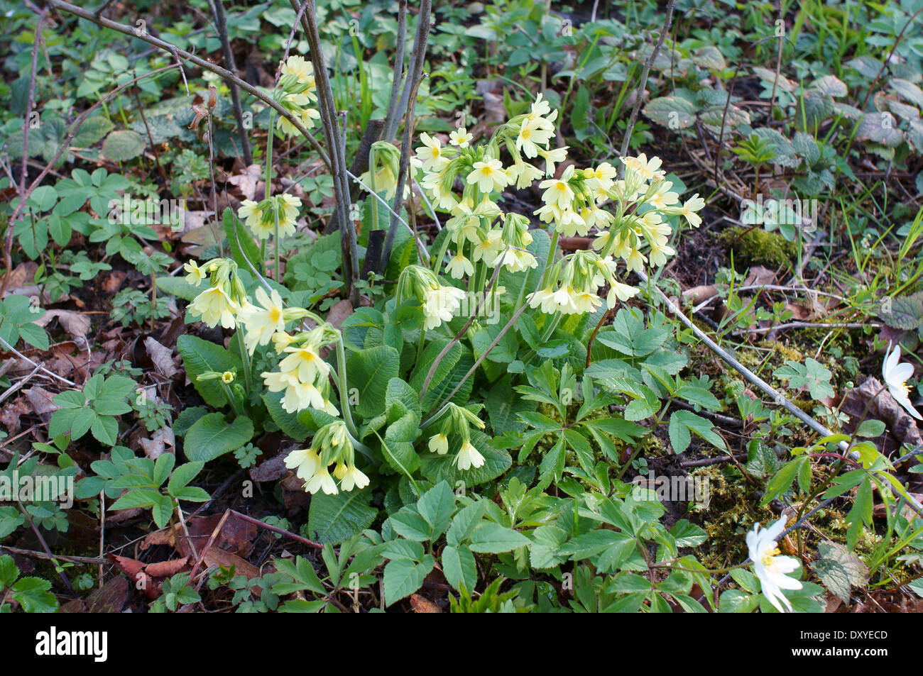 Common cowslip flowers blooming Primula veris Stock Photo - Alamy