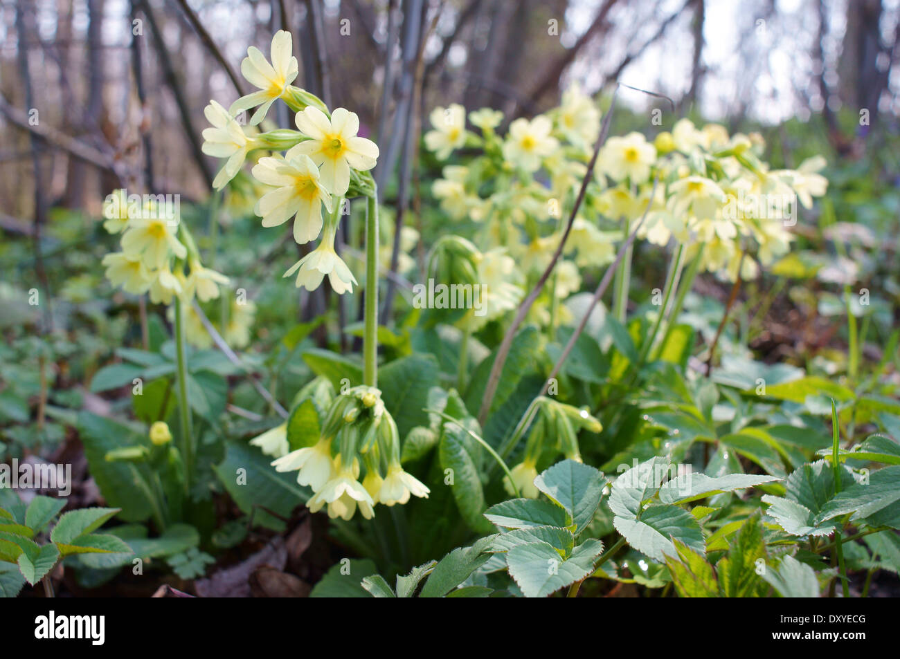 Common cowslip flowers blooming Primula veris Stock Photo - Alamy