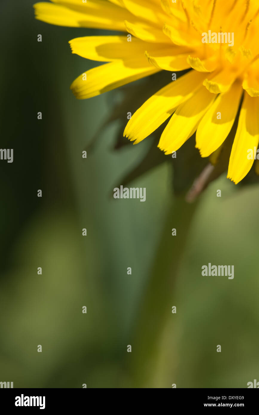 bright open dandelion flower head showing minute details of each ...