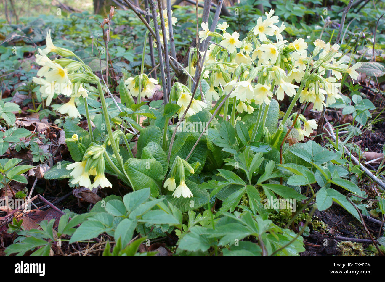 Cowslip flowers hi-res stock photography and images - Alamy