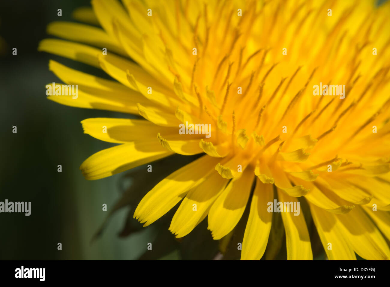 bright open dandelion flower head showing minute details of each ...