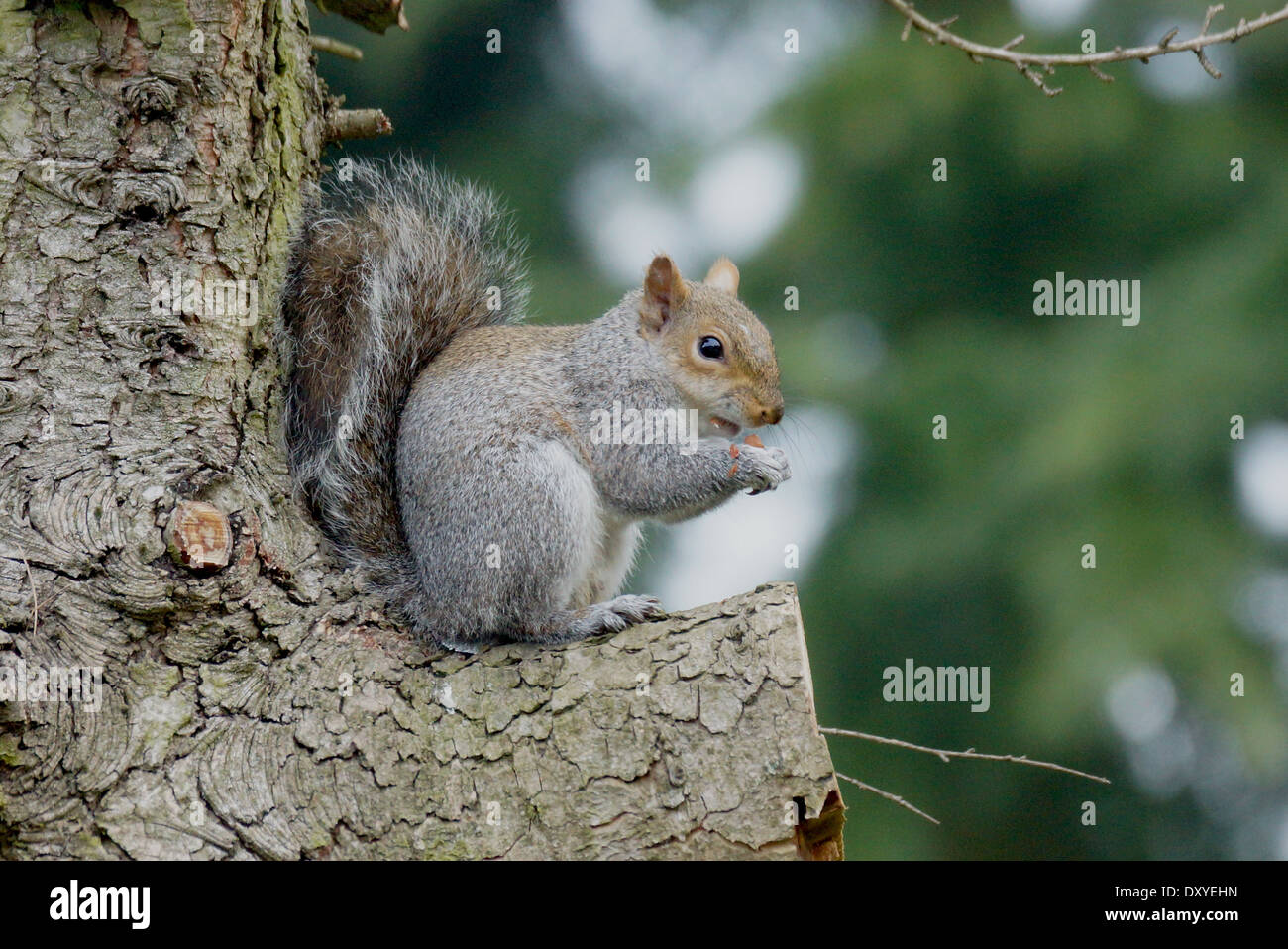 Gray grey squirrel hi-res stock photography and images - Alamy