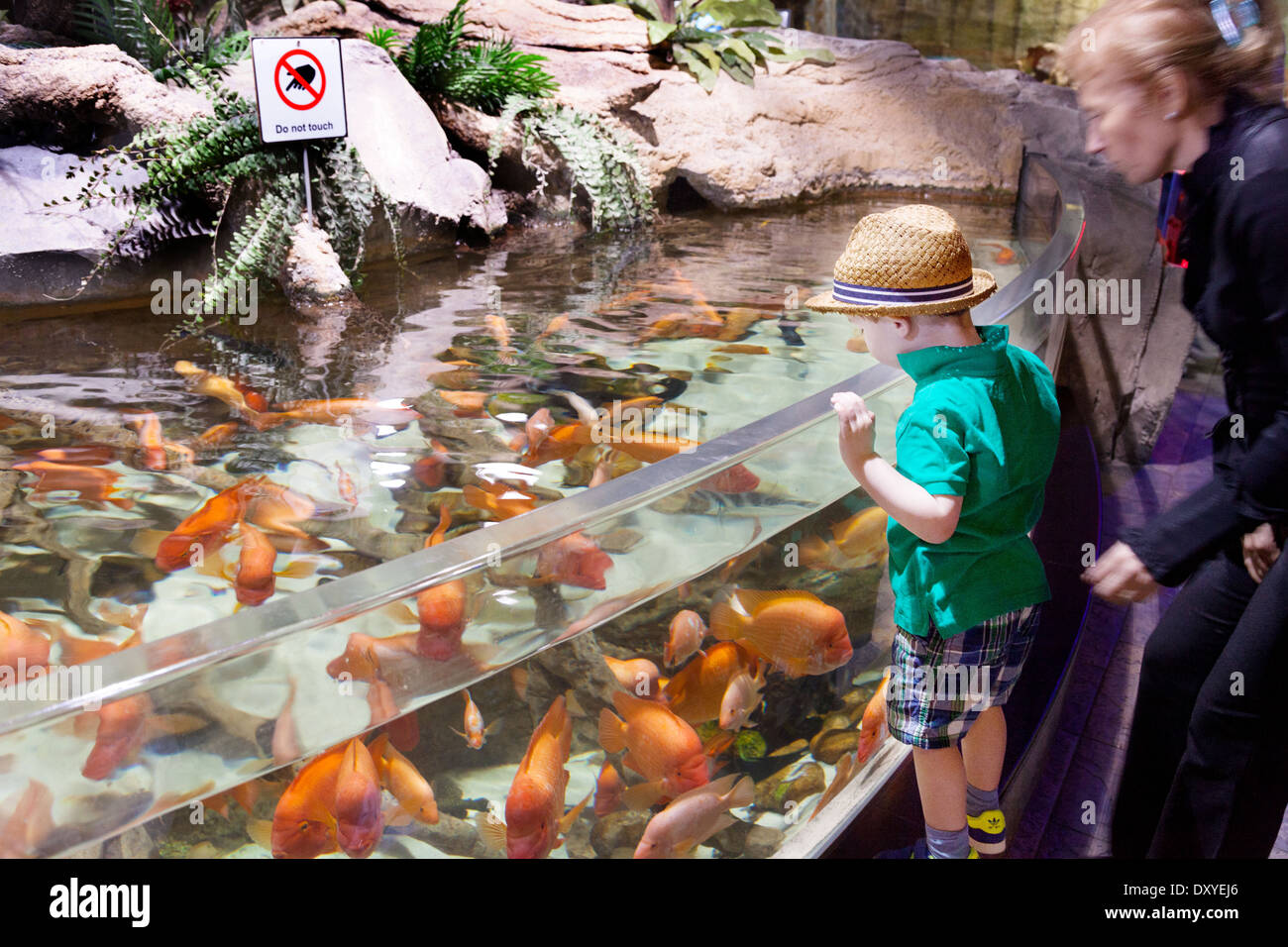 A mother and child looking at fish, Dubai Aquarium and Underwater Zoo ...