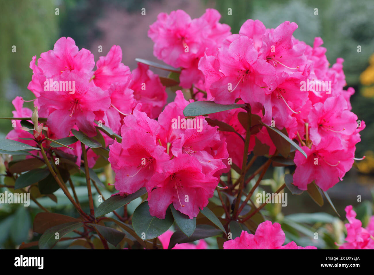 Rich pink rhododendron flowers close up Stock Photo - Alamy