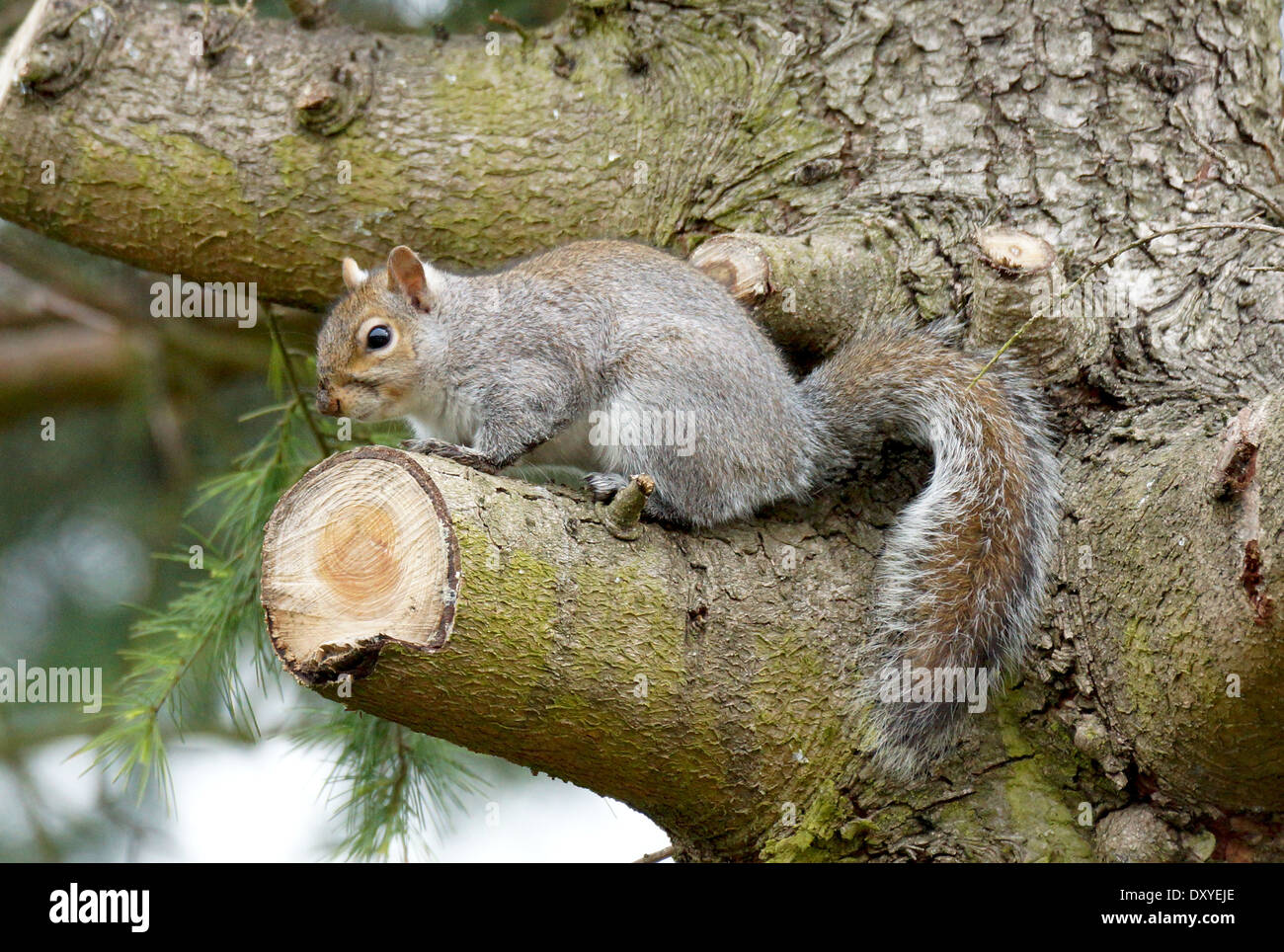 Gray grey squirrel hi-res stock photography and images - Alamy