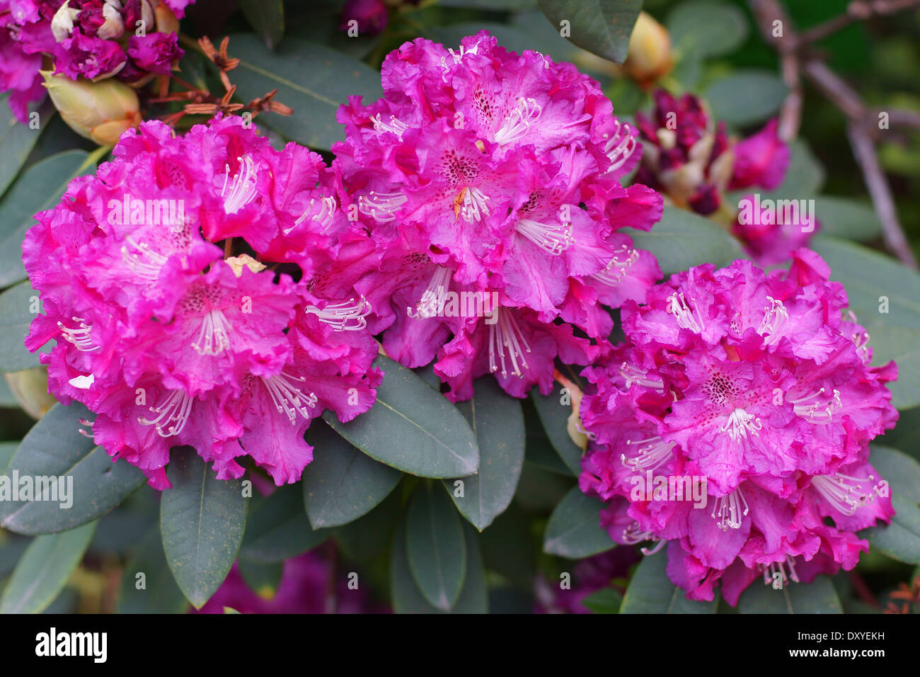Purple rhododendron Edwin flowers close up Stock Photo - Alamy