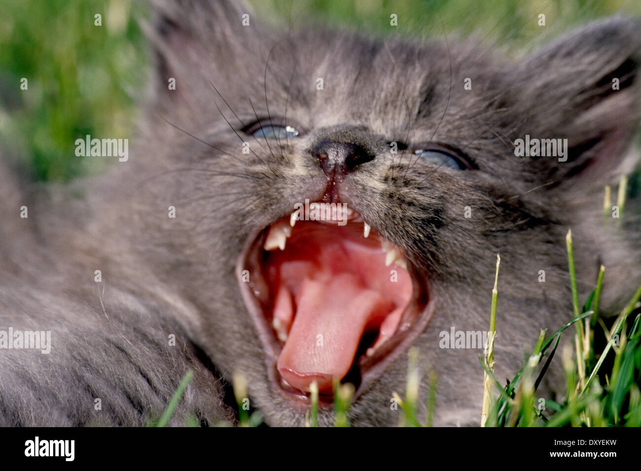Young gray kitten yawning Stock Photo - Alamy