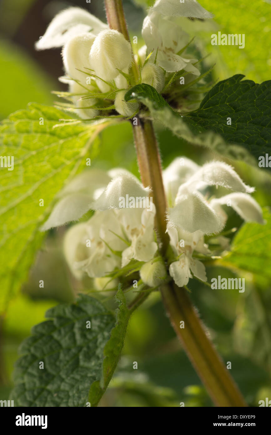 Patch of flowering white dead nettles showing gentle nature of leaf and ...