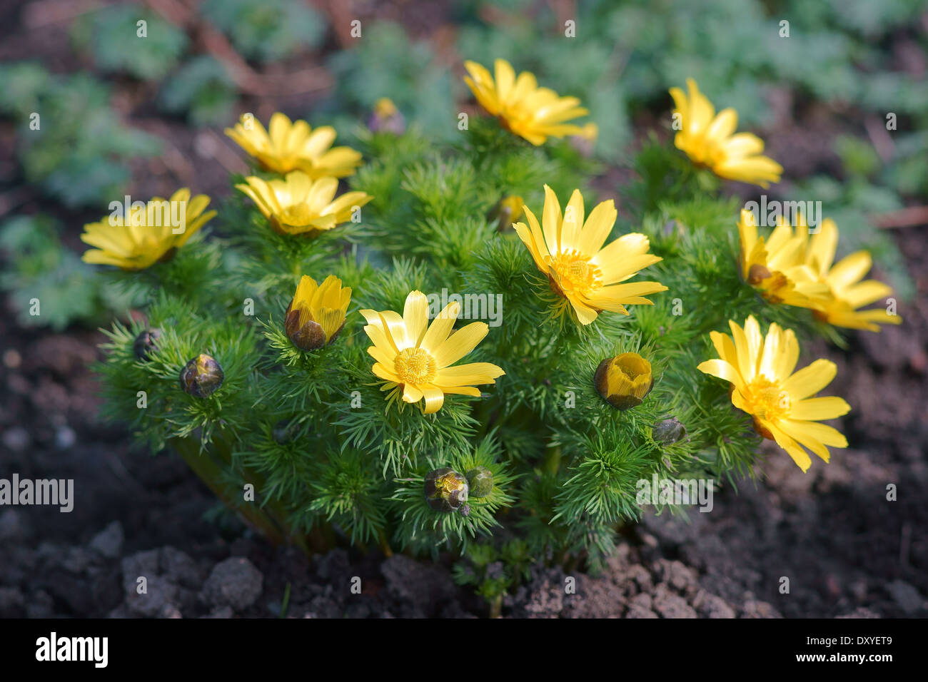 Spring adonis Pheasan's eye yellow spring flowers close up Adonis ...