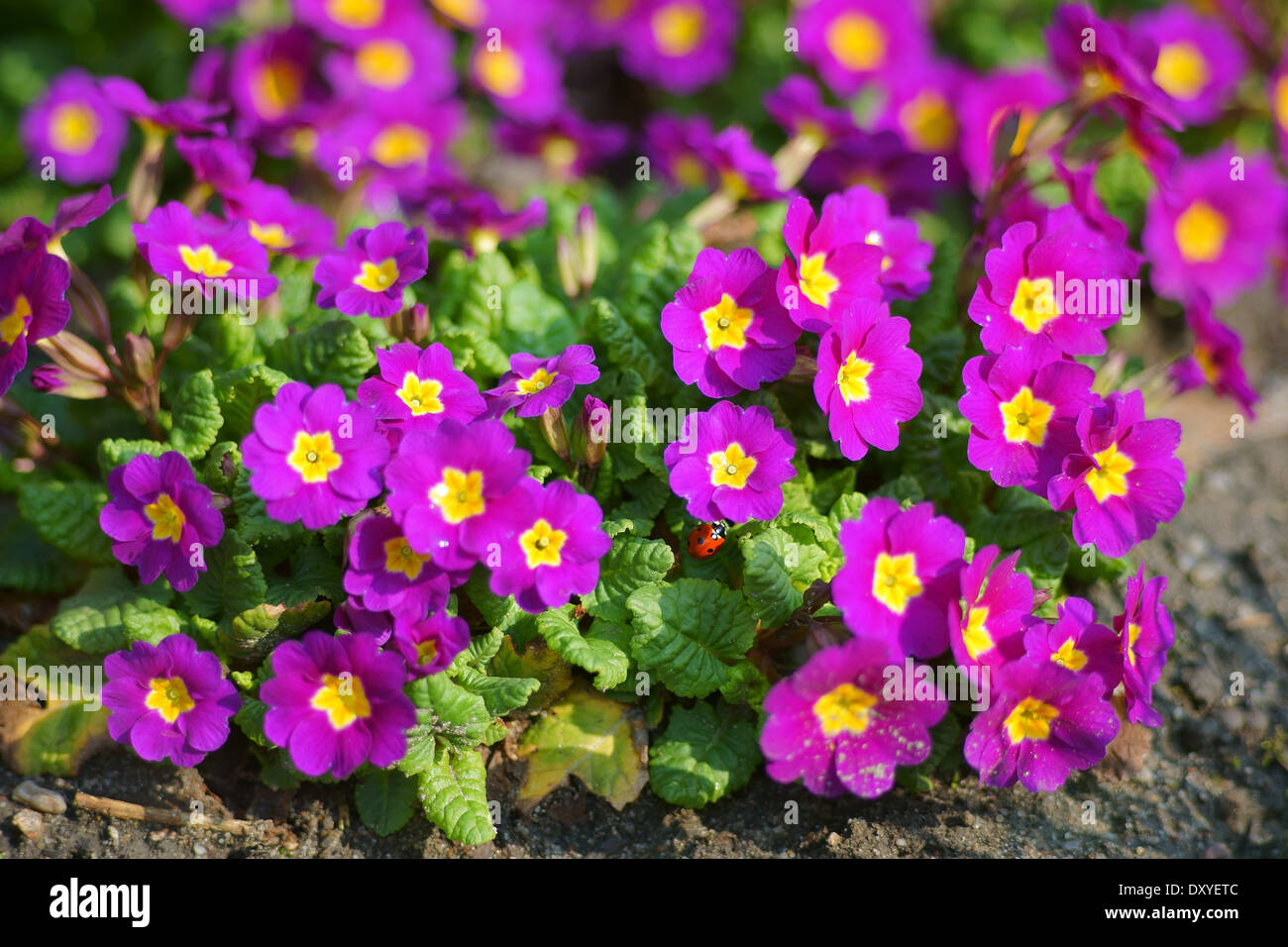 Purple primroses Primula vulgaris Danova blue Stock Photo - Alamy