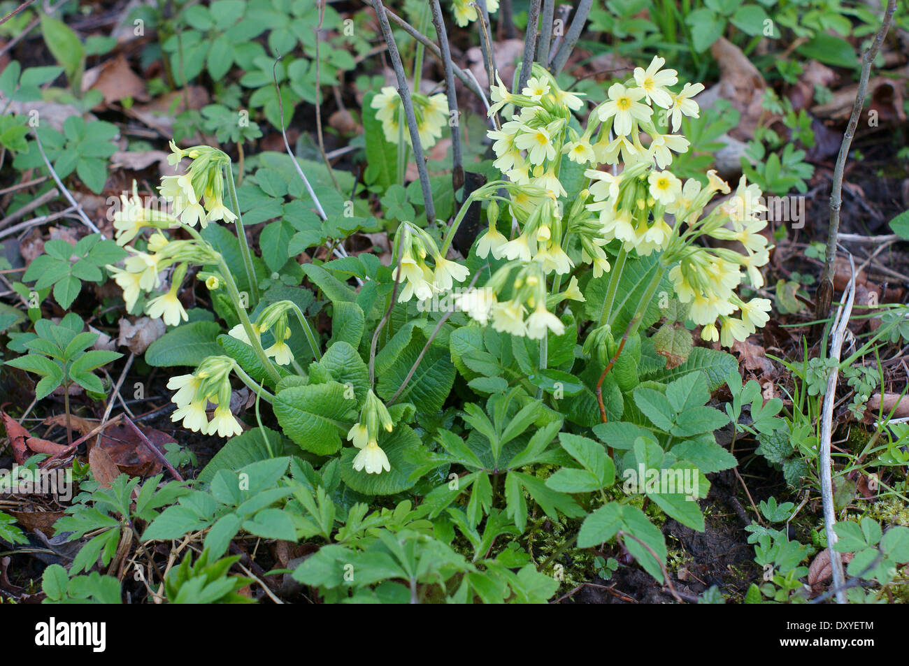 Common cowslip hi-res stock photography and images - Alamy