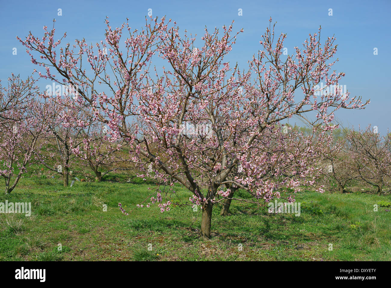 Peach tree hi-res stock photography and images - Alamy