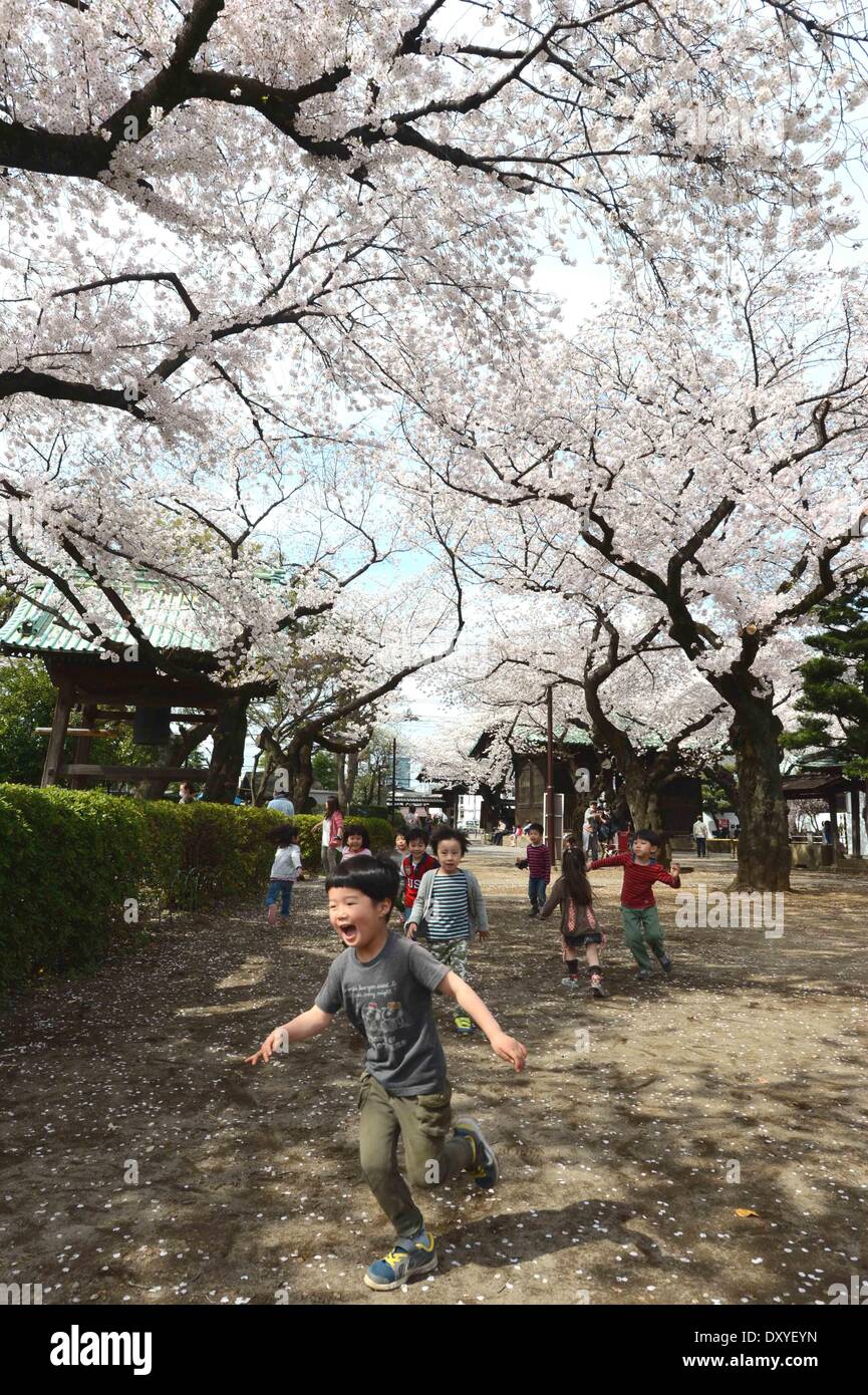 Tokyo, Japan. 2nd Apr, 2014. Children play under cherry trees in full ...