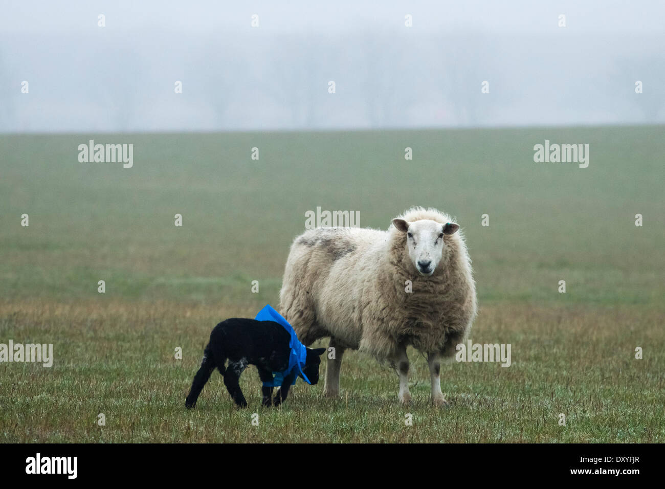 Lamb wearing jacket hi-res stock photography and images - Alamy