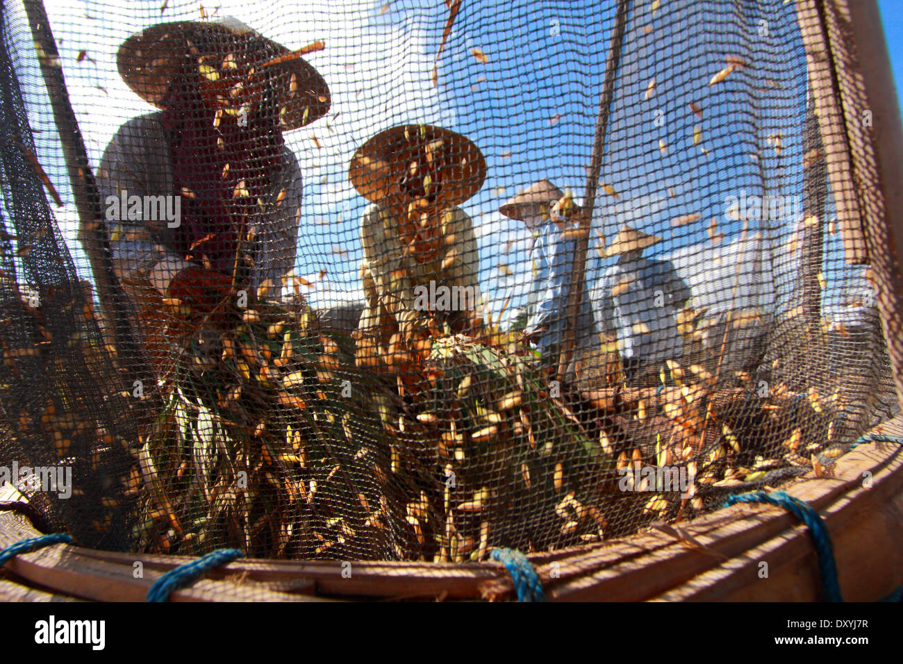 Farmers thresh rice wood and net on field, rice splash over the air ...
