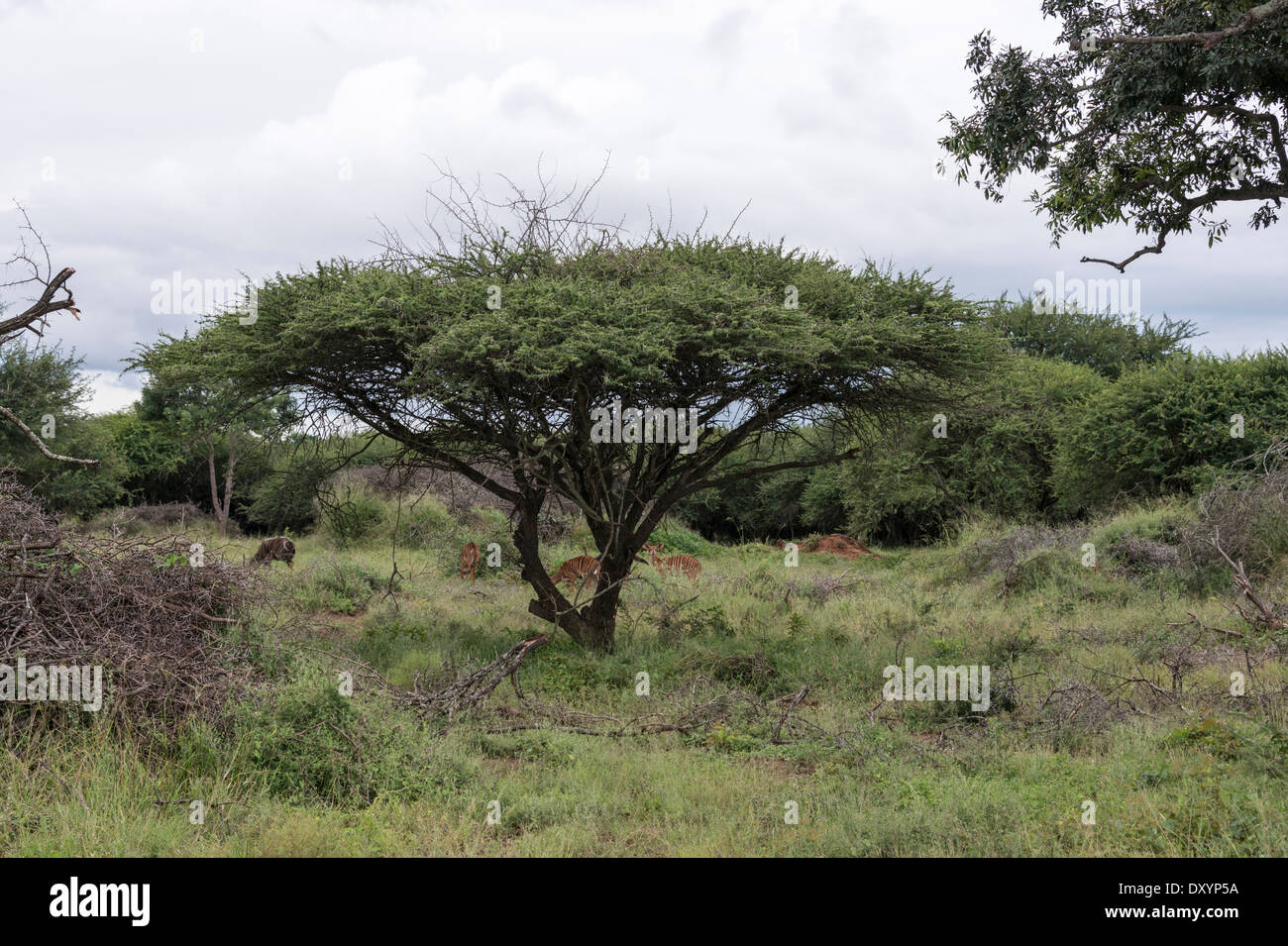 Nyala tree hi-res stock photography and images - Alamy